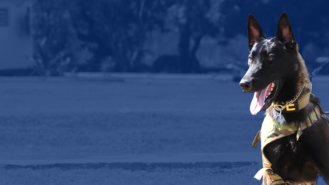 CANINE DIVISION - Jamaica Constabulary Force