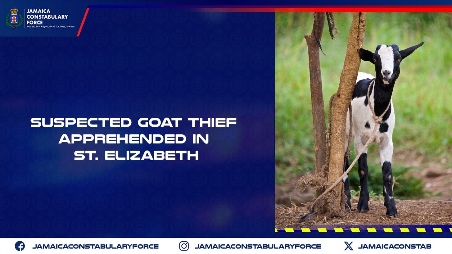 Suspected Goat Thief Apprehended in St. Elizabeth - Jamaica ...